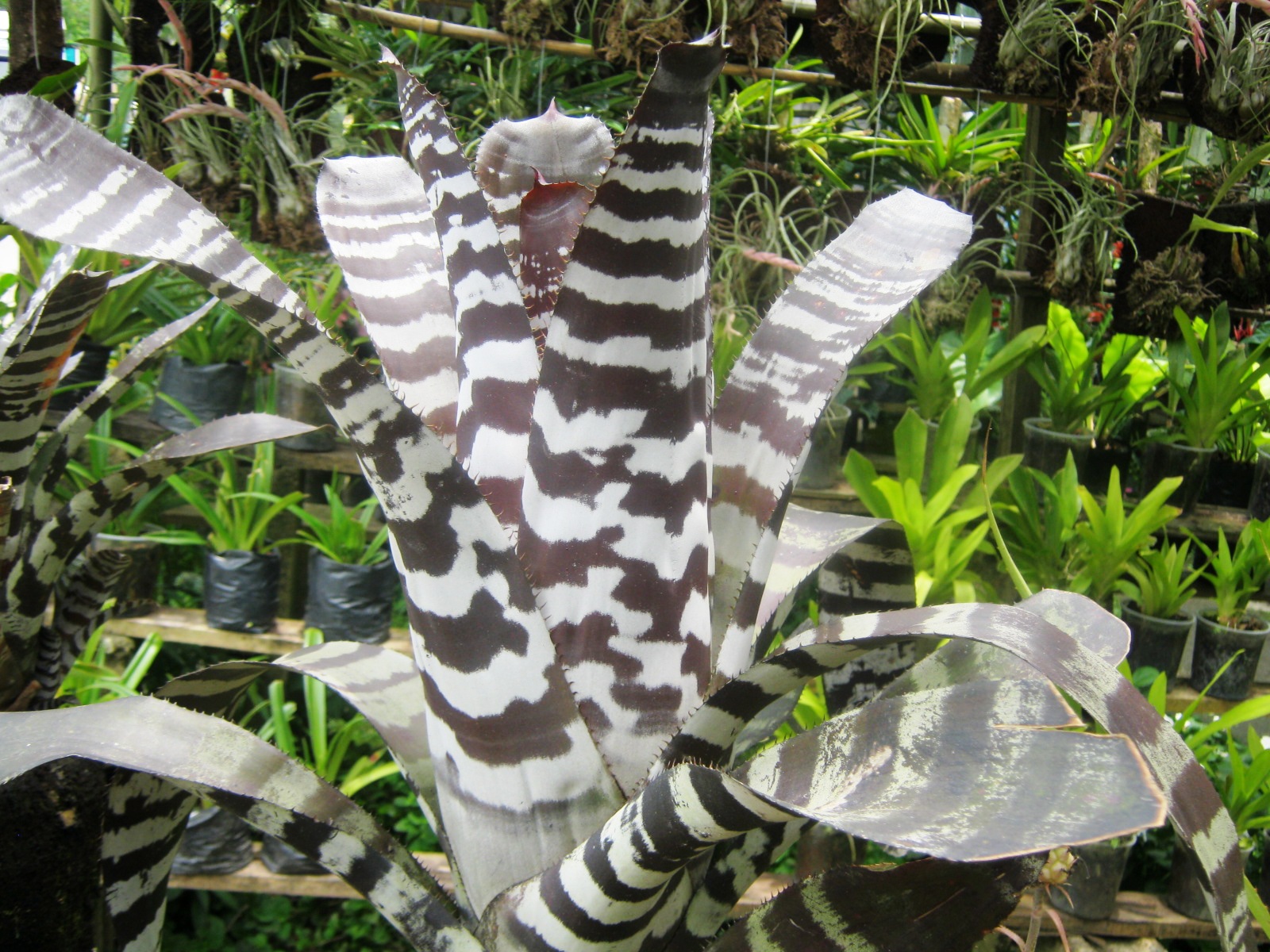 APUNTES - REVISTA DIGITAL DE ARQUITECTURA: Flores y plantas de la Selva ...