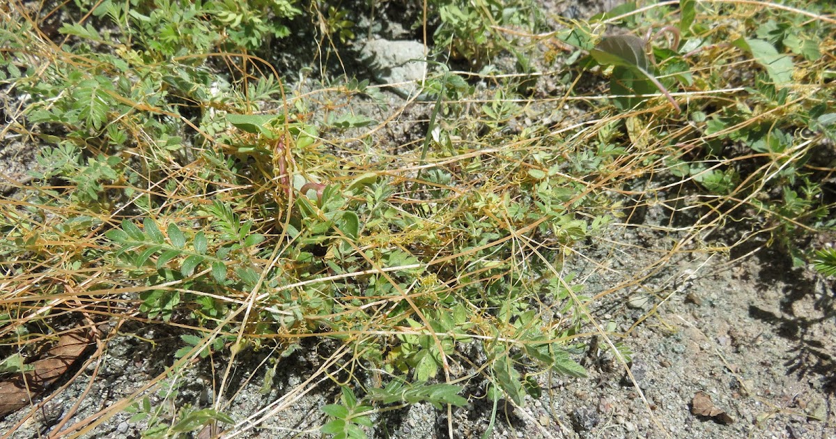 Dodder: To Kill or Not to Kill