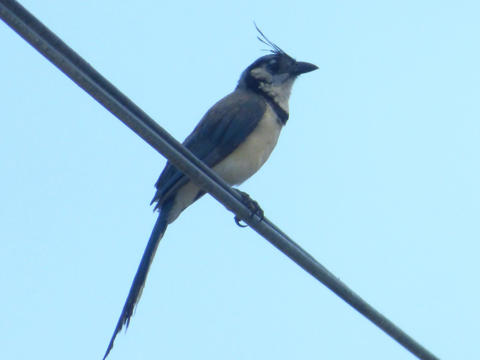 Fauna y Fotografía: Último día en Monteverde II: El Paraíso de los ...