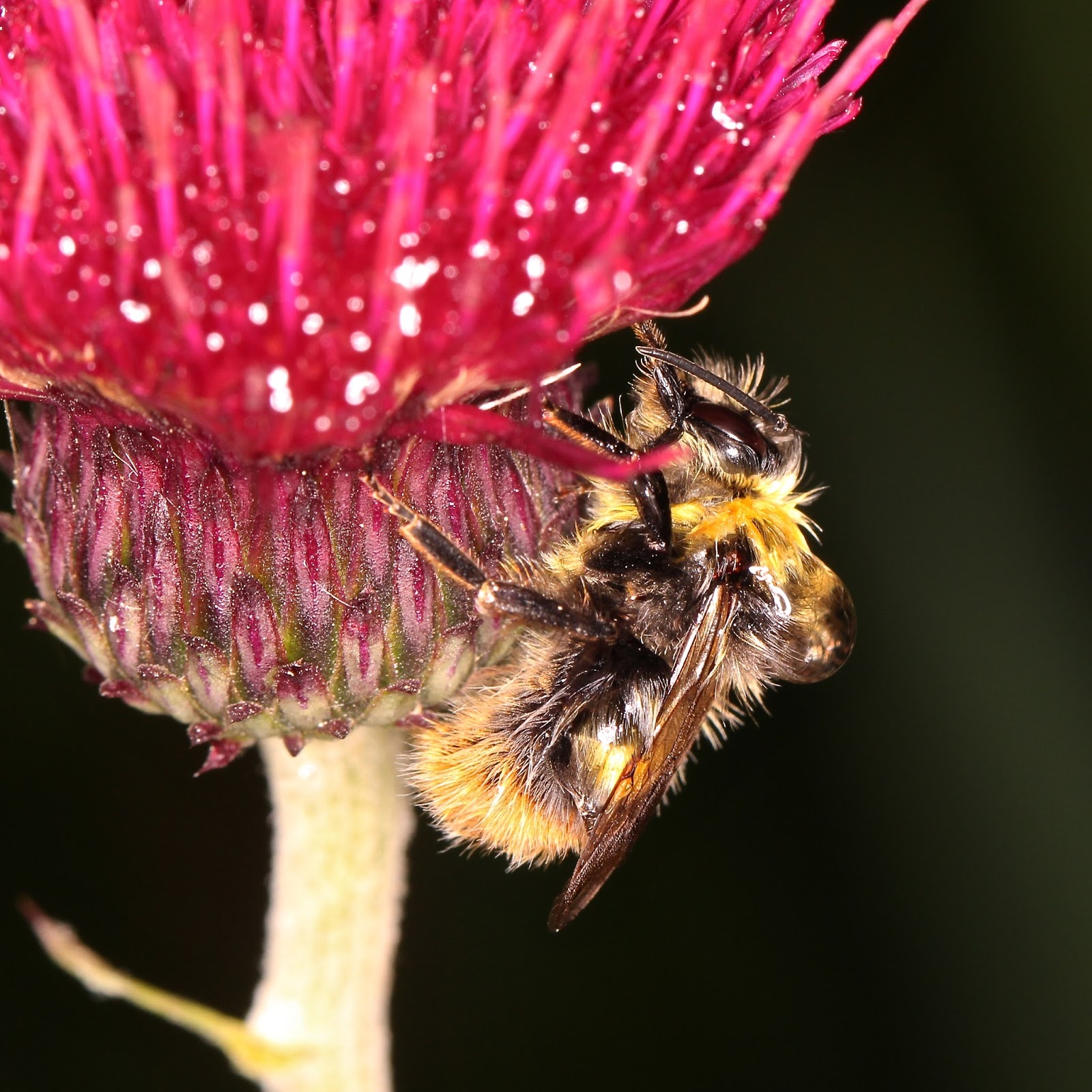 TrogTrogBlog: Homeless bees