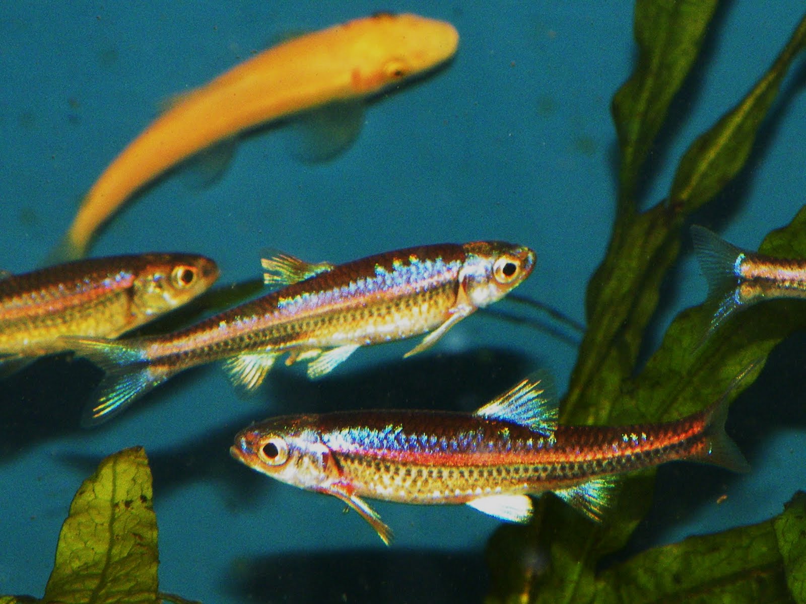 oceanaq: Rainbow shiner