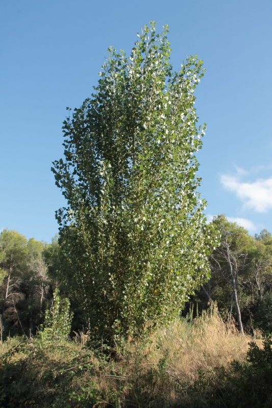 Les plantes de Torrelles: Populus nigra