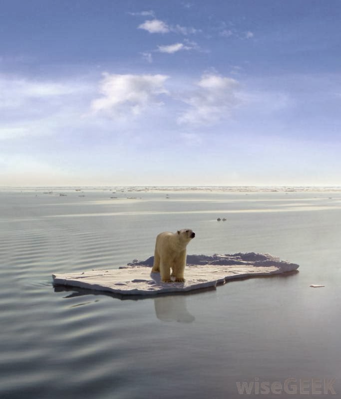 Polar Bears and Climate Change: Socio Political Perspectives on the Problem
