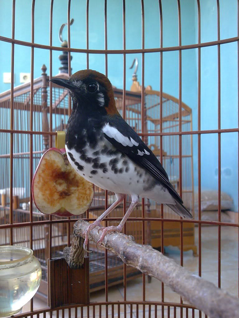 Punglor - pasar unggas