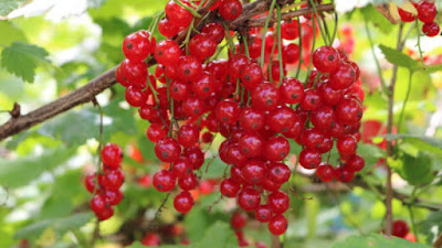 RIBIZLA CRNA I CRVENA - TOP VIJESTI