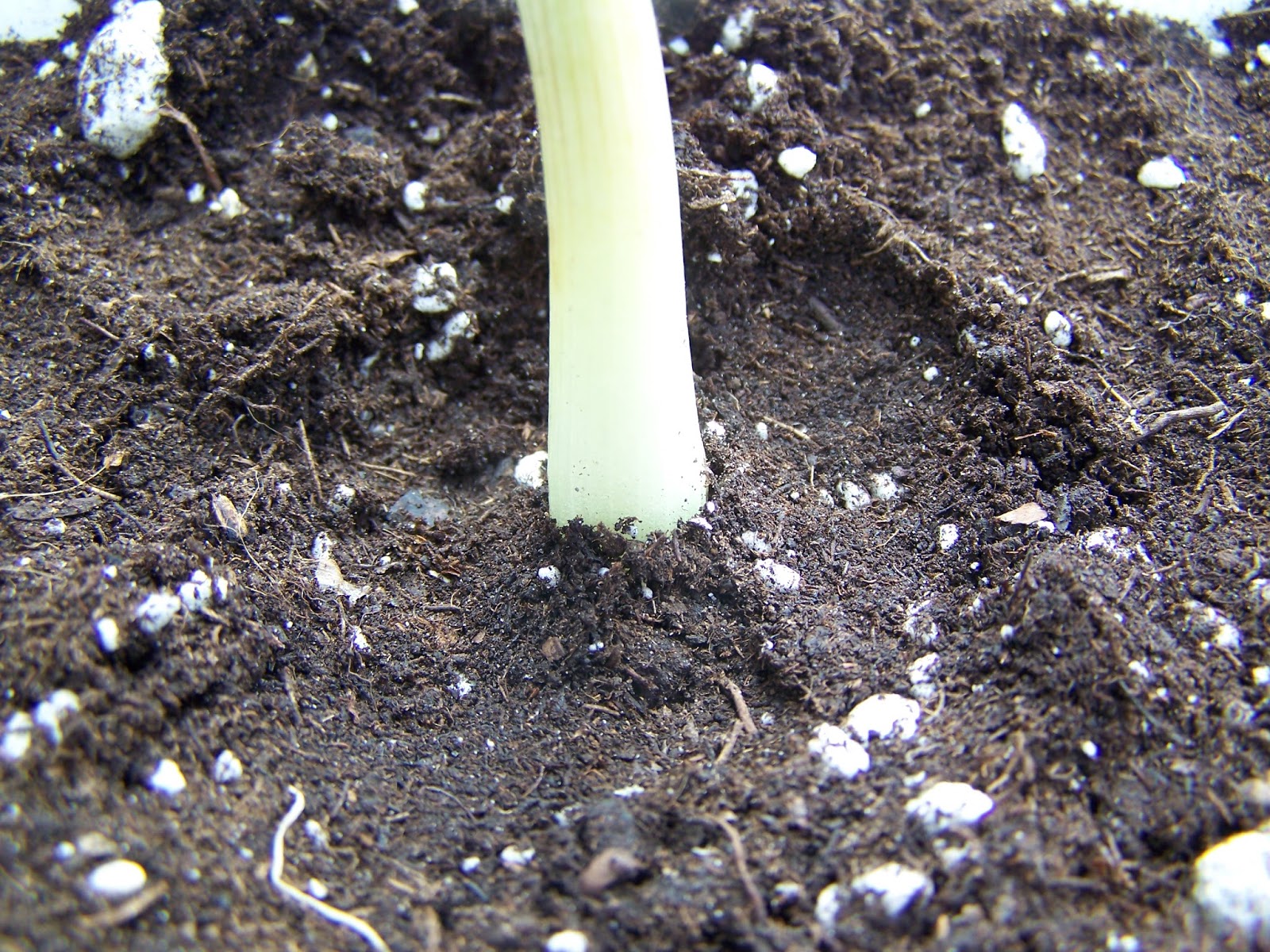 Captive Roots: Planting Onions in Containers