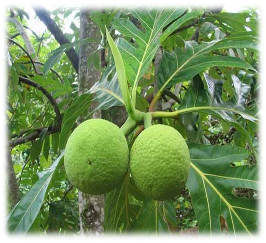 frutas del pacifico