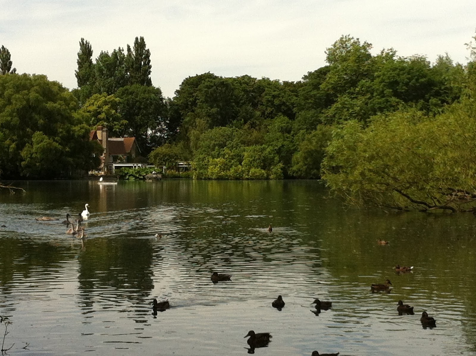 Spooky's walks: Radwell Lake and meadows
