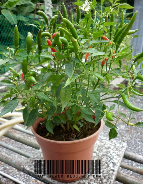 Terbaru 26+ Pokok Cili