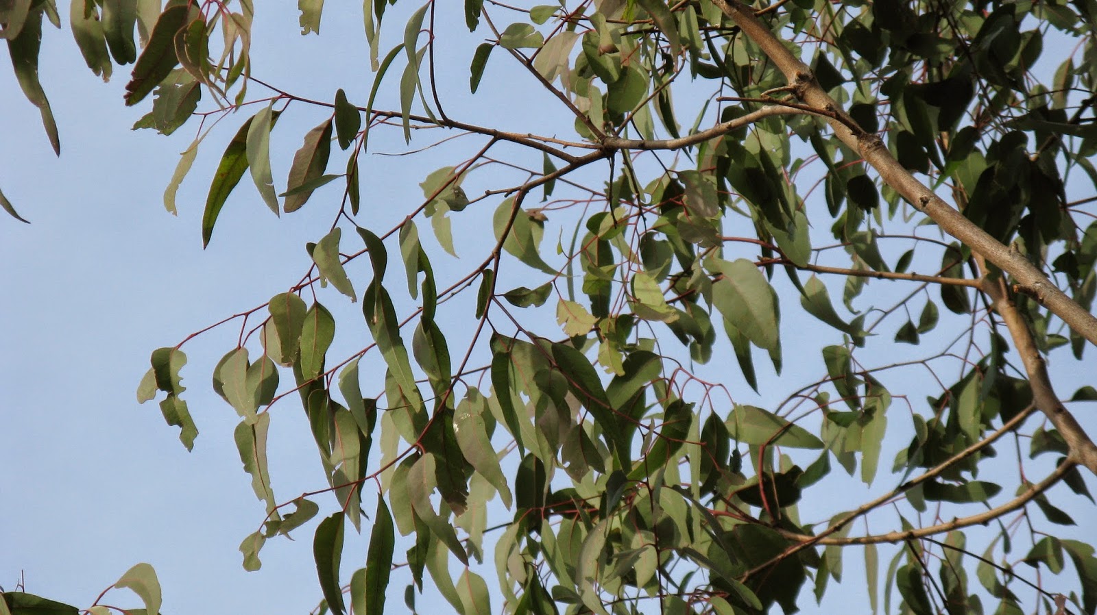 Trees of Santa Cruz County: Eucalyptus camaldulensis - River Red Gum