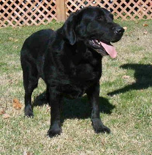 Retriever Labrador: English Labrador Retrievers