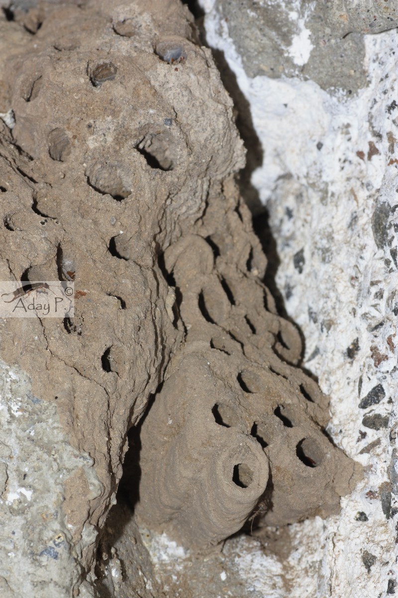 Artropodolandia: Delta dimidiatipenne