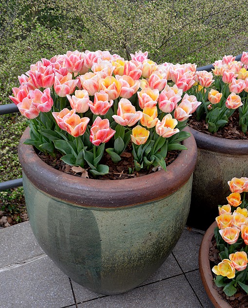 wanderlust ATLANTA: Atlanta Blooms! Inspires