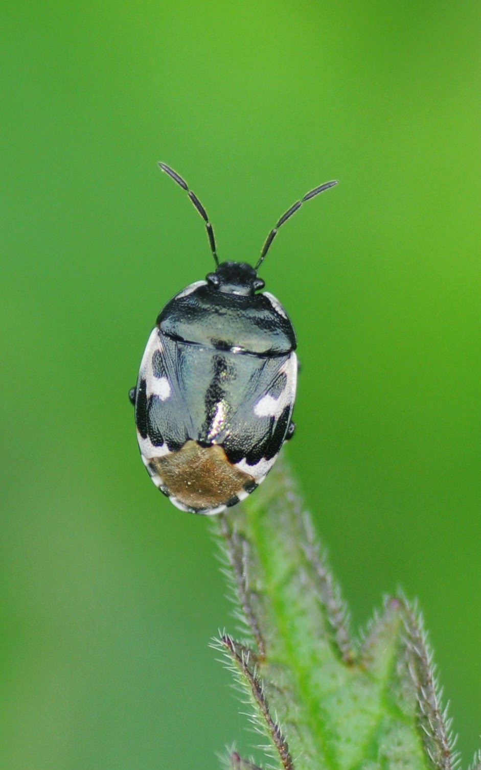 Bill's Birding: Pied Shieldbug