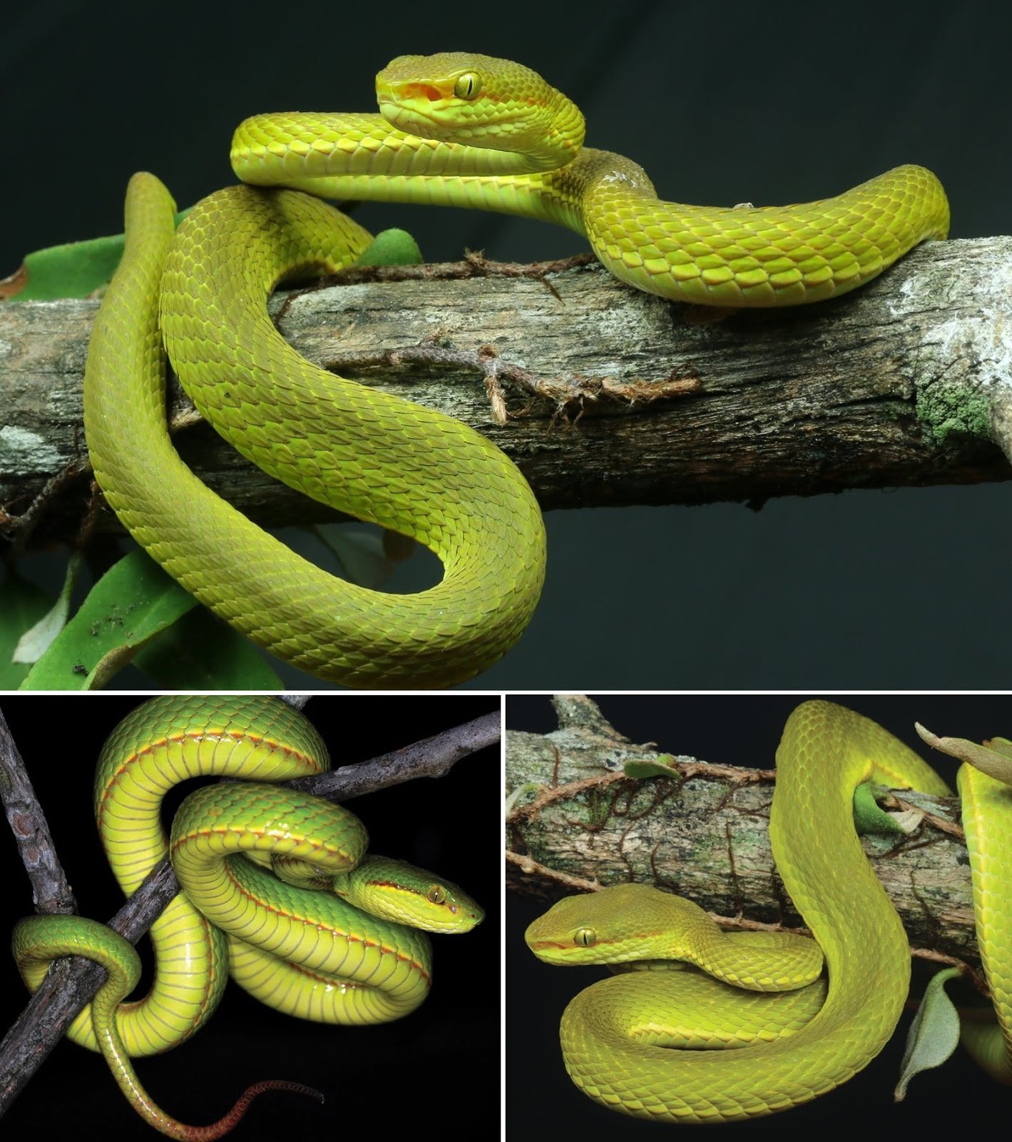 Species New to Science: [Herpetology • 2020] Trimeresurus salazar • A ...