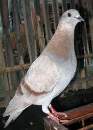 merpati