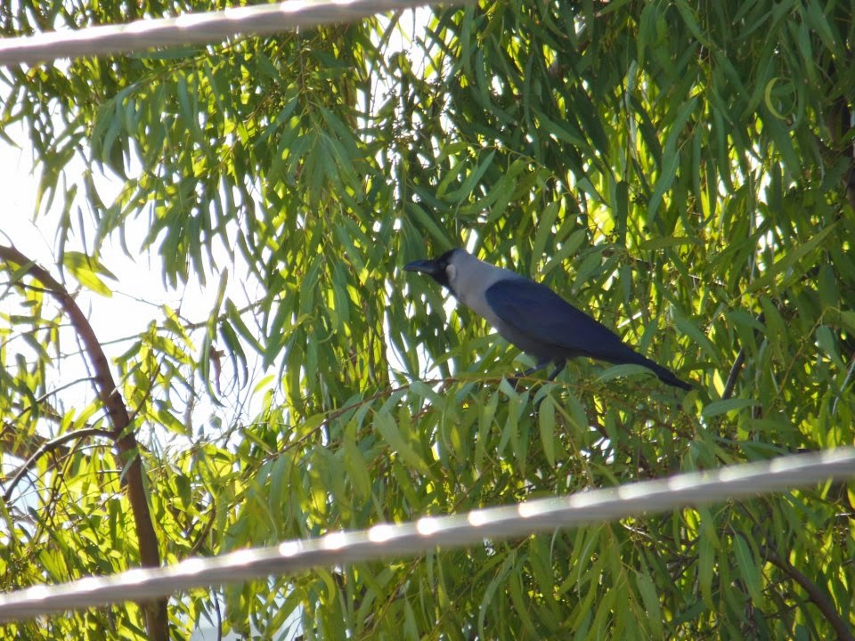 Beautiful Crow, Rawalpindi, Pakistan