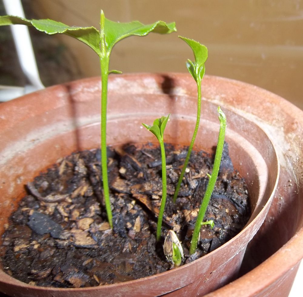 Eco Footprint ~ South Africa: Confused lemon pip