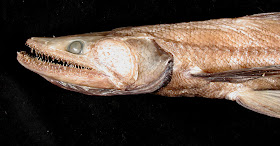 Real Monstrosities: Bathysaurus