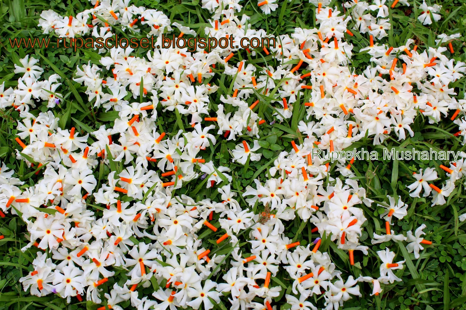 Feelings: Xewali Phool bhaji