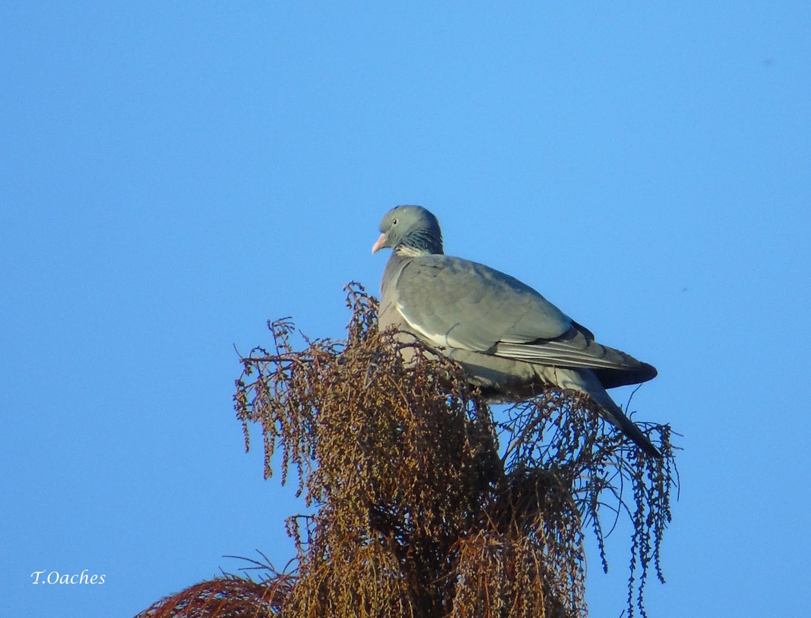 PASARI DIN ROMANIA: PORUMBEL SALBATIC GULERAT, Columba palumbus