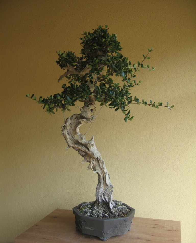 TOMEU MARTORELL... BONSAI: ULLASTRE BUNJIN