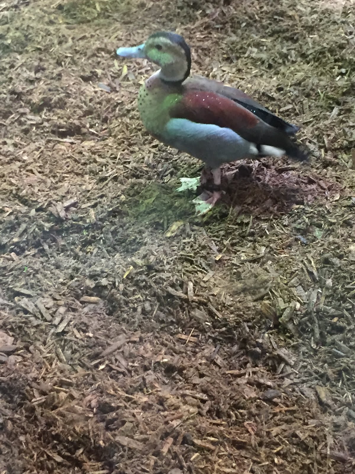 Says Me Says Mom: Where-To-Go Wednesday - Turtle Back Zoo