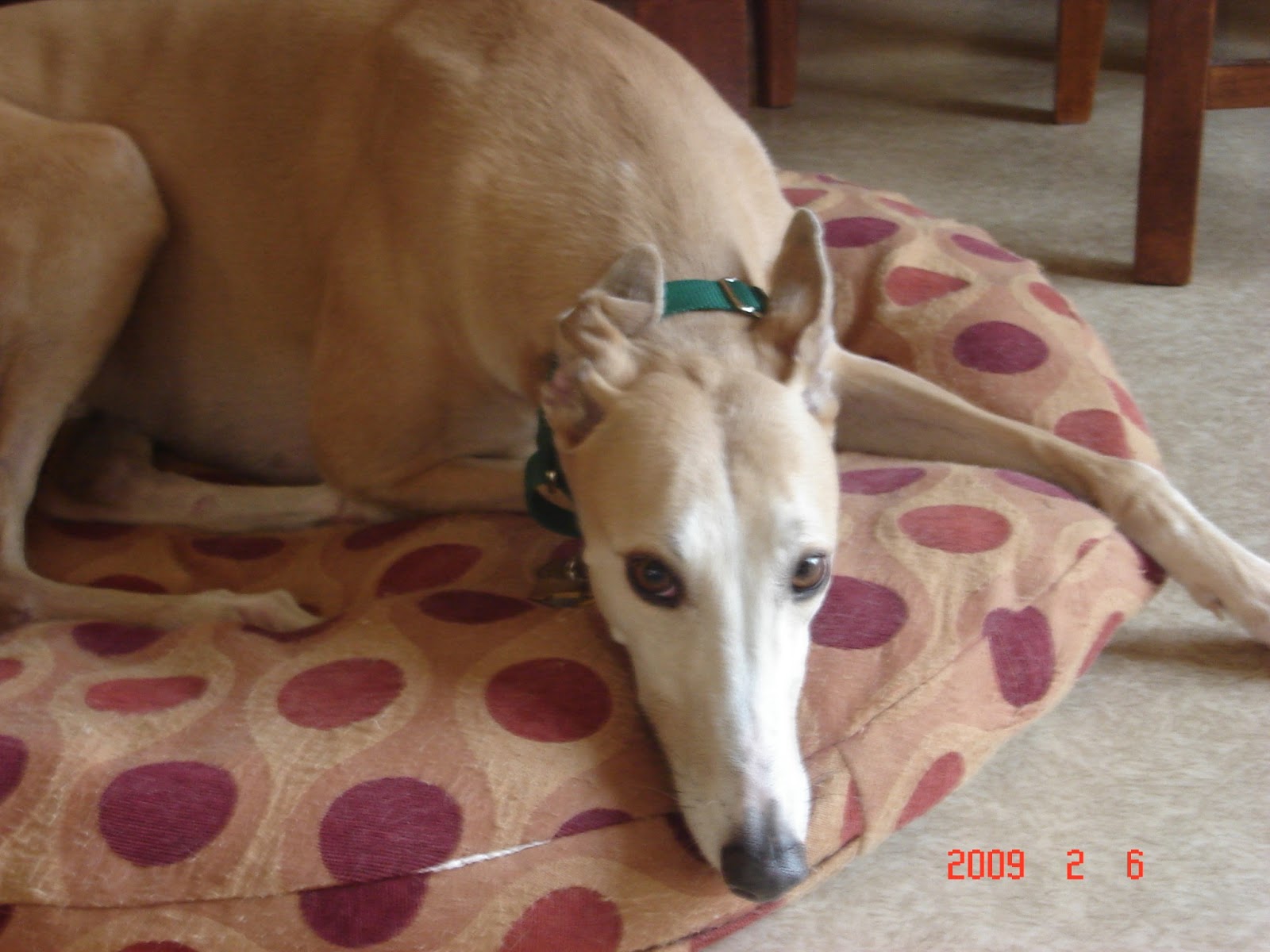 Northern Lights Greyhound Adoption Dog Blog: NLGA Photo Roundup ...