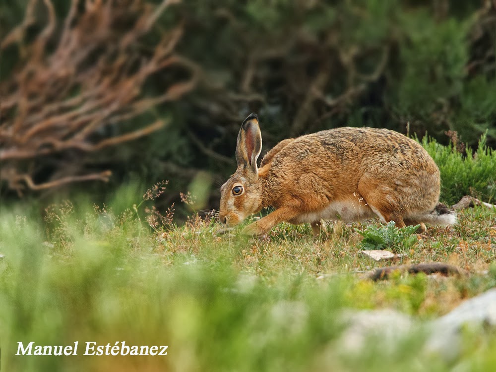 Miradas Cantábricas: Liebre de piornal o de Castroviejo (Lepus ...