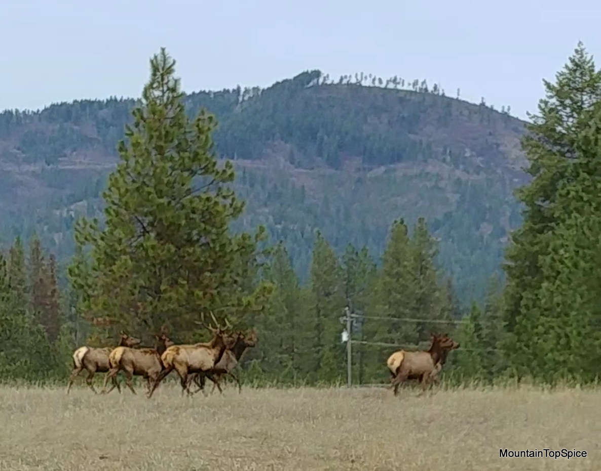 Chance Encounter with an Elk Stampede | Mountain Top Spice