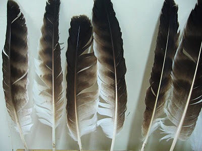 Make It Davao: Philippine Eagle - King of Philippine Skies