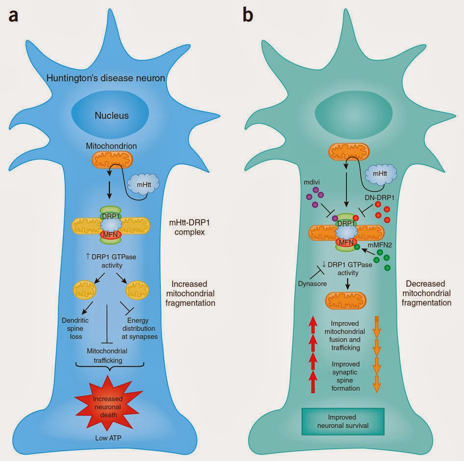 퇴행성 뇌질환 - 3. HD(Huntington’s Disease)’s Treatment & Prognosis | Brain ...