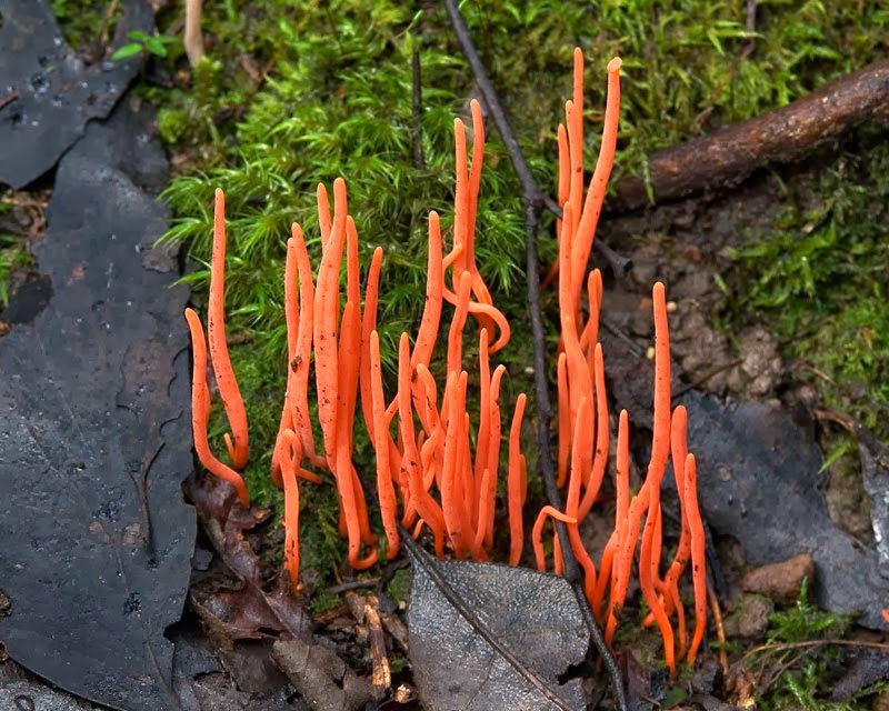 Get FuN Here: MOST FASCINATING LOOKING FUNGI
