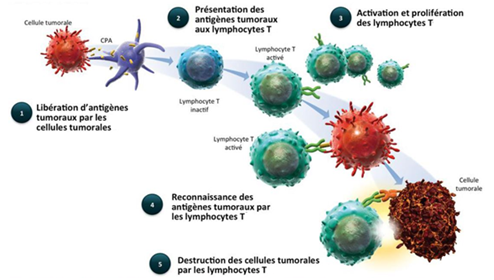 Les cellules du système immunitaire - Biologie