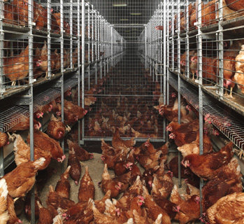 Free Range Eggs: Intensive 'free range' farms in operation