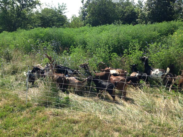 Rotational Grazing for Goats