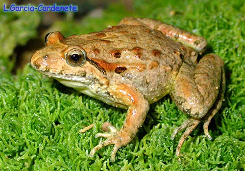 LA BIBLIA DEL SIGLO 21: SABIDURÍA DEL BATRACIO