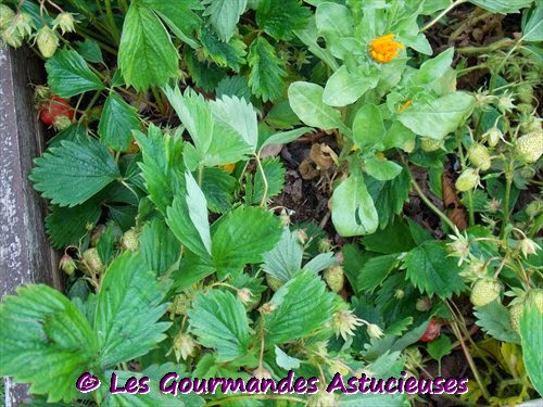 Les premiers fruits de mon jardin