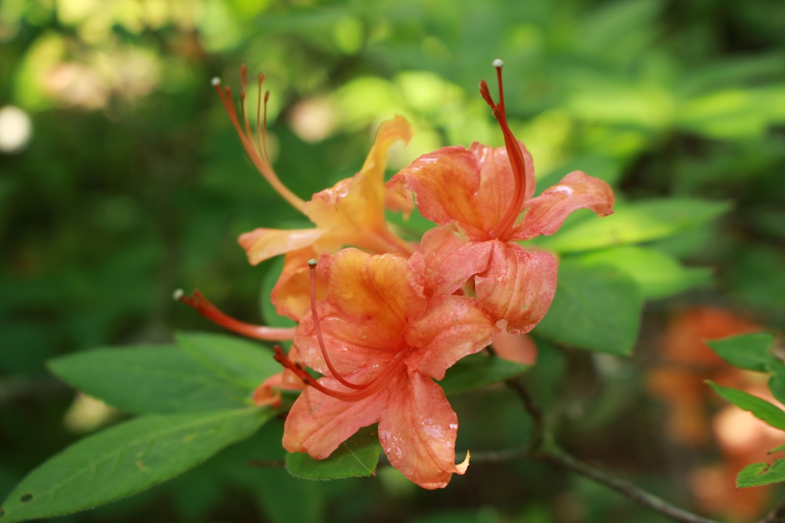 Cumberland Gal: Hooper Bald Azalea Hike with the Family