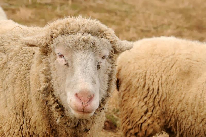 Punkin's Patch: The God Of Simple Shepherds