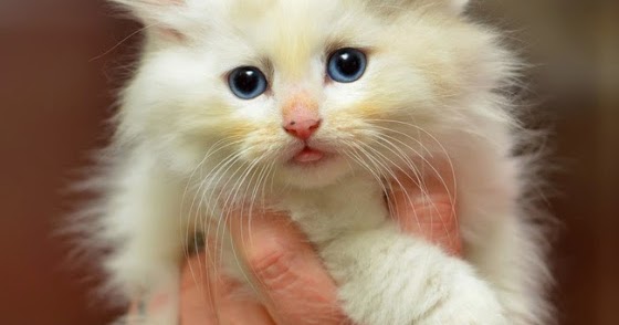 Imagenes de gatos - gatitos: Imagen de hermoso gatito blanco ojos azules [19-10-16]
