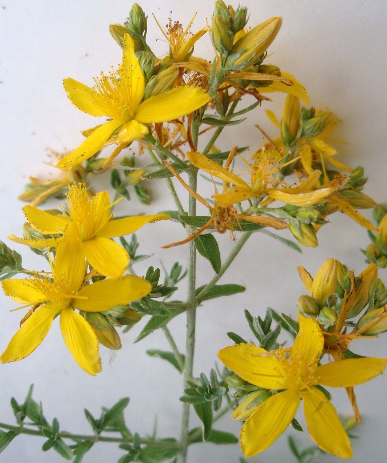 HERBARIO VIRTUAL DE BANYERES DE MARIOLA Y ALICANTE: Hypericum ...