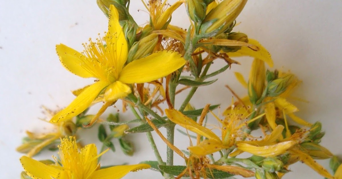 HERBARIO VIRTUAL DE BANYERES DE MARIOLA Y ALICANTE: Hypericum ...