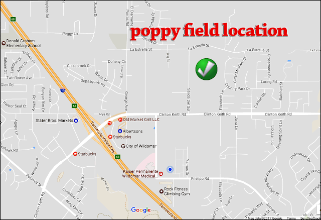 Wildomar Rap: • Wildomar Poppies