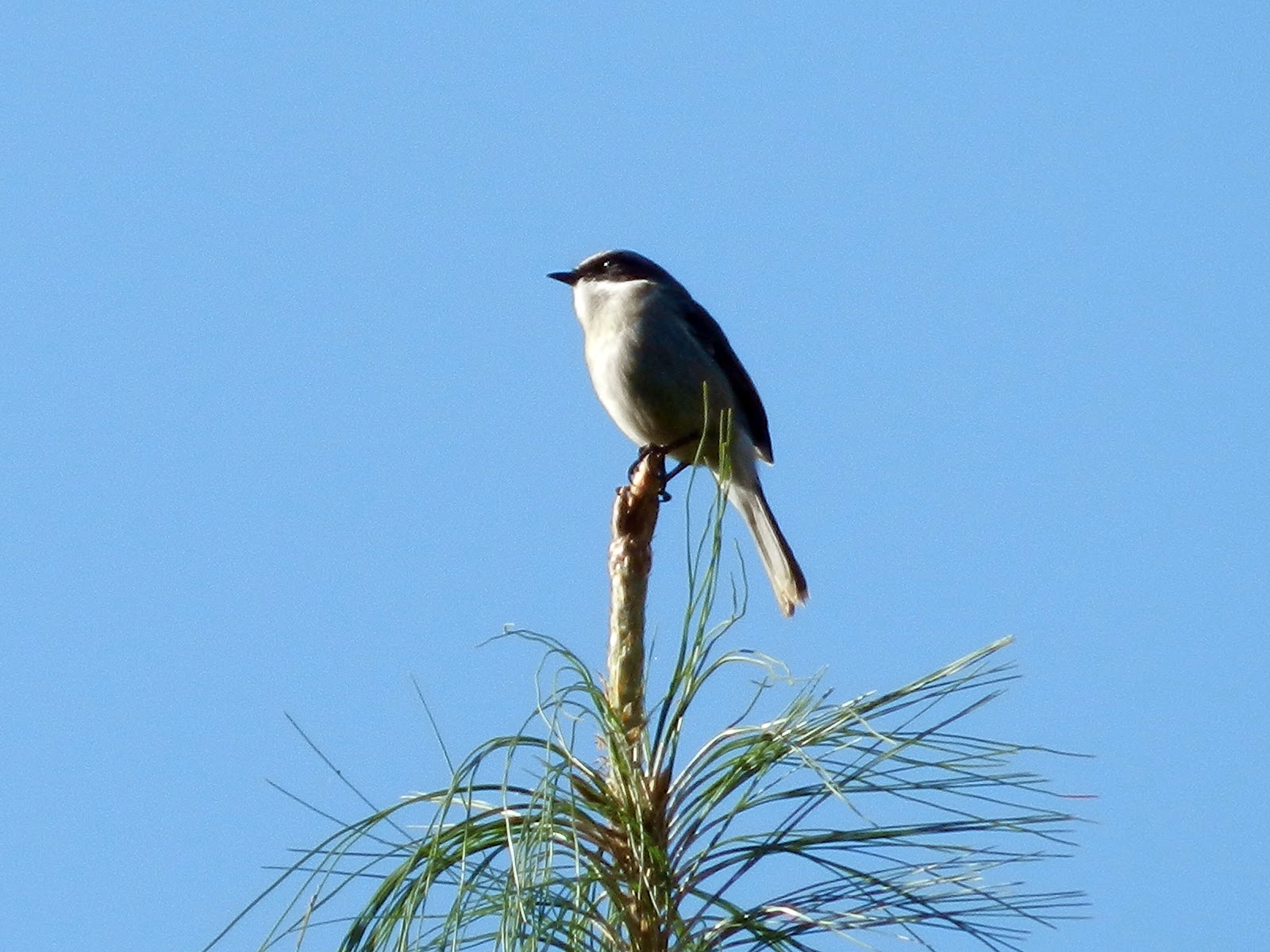 A Birder's Eye View: December 2012