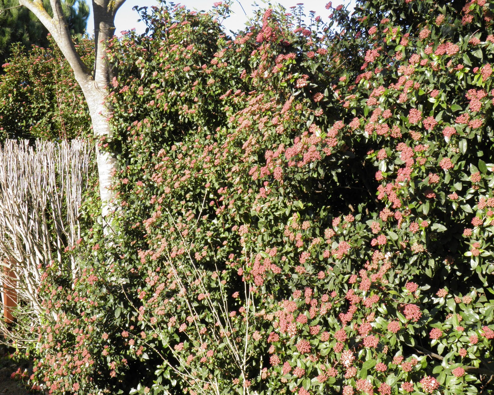 El Terrao - Dos urbanitas en el campo: SETO DE DURILLO - VIBURNUM TINUS