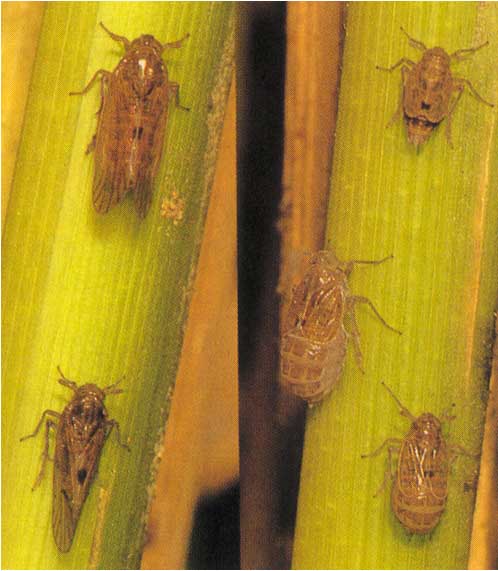 MUSUH ALAMI-PREDATOR: Maret 2011