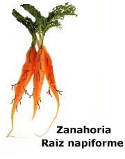 AGROPECUARIAEC: raiz