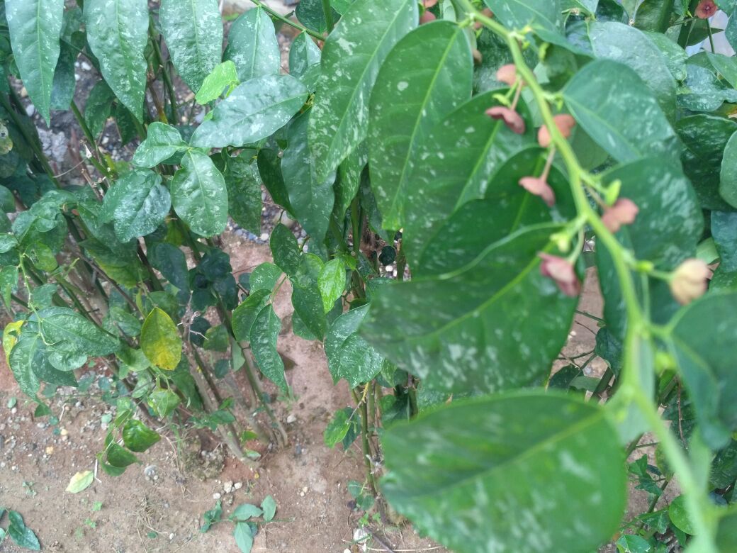 Khasiat Daun Cangkok Manis Melancarkan ASI - seribu1.com