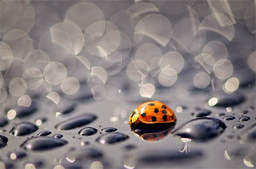 bowaggoners fantastic blog for photos: Elements and Principles of ...